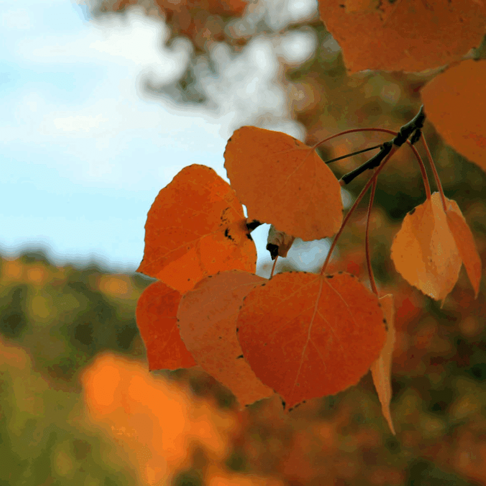 Reclaiming the Self - Matt Licata, PhD